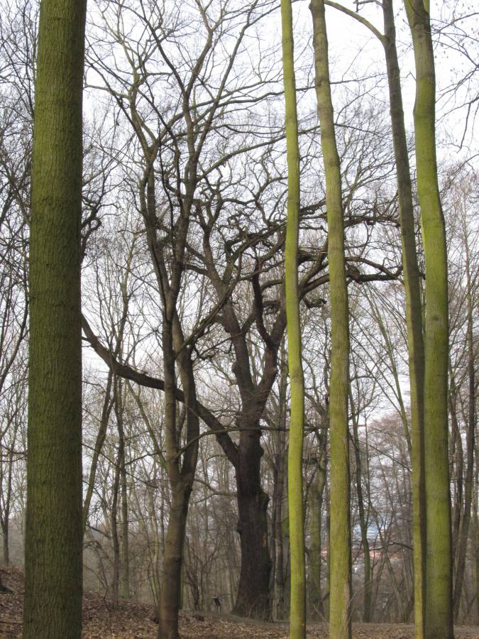 Dub letní v lesoparku Na Cibulkách - ISOP Portál