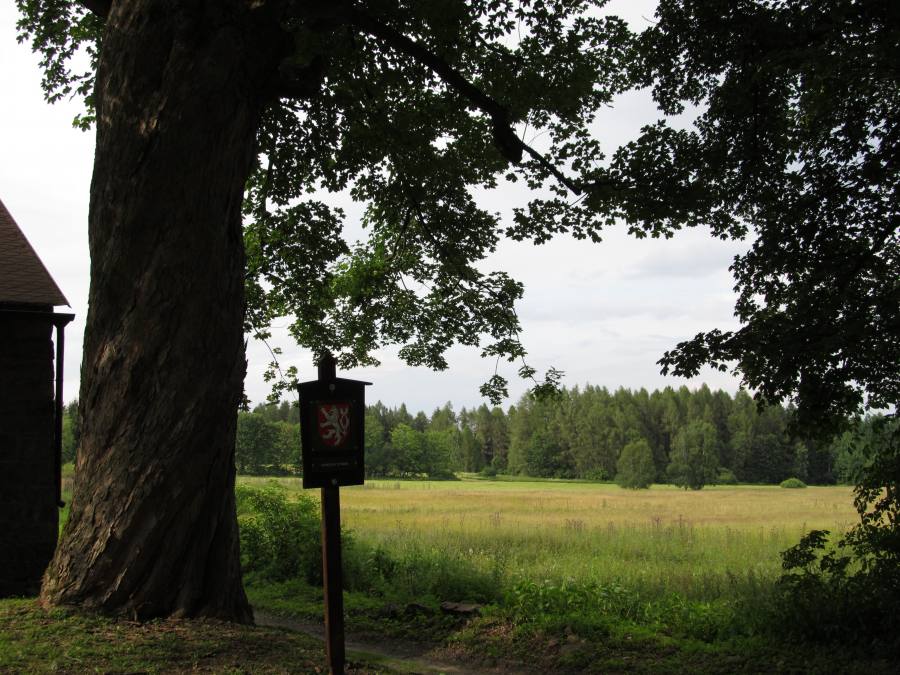 Javor klen - ISOP Portál