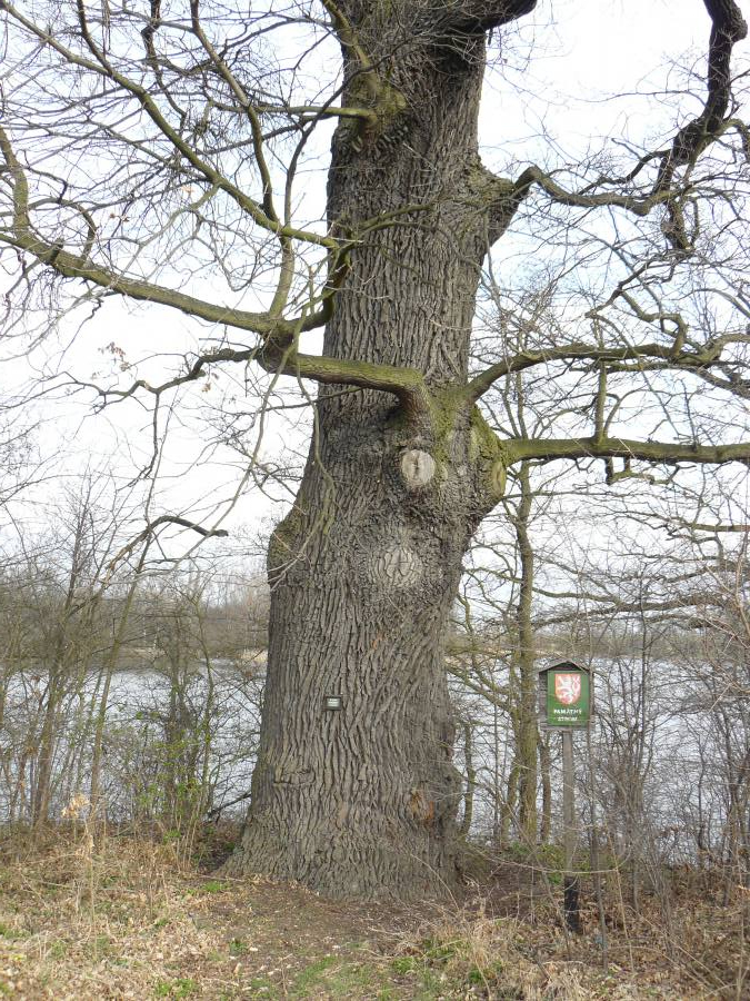 Dub letní - ISOP Portál