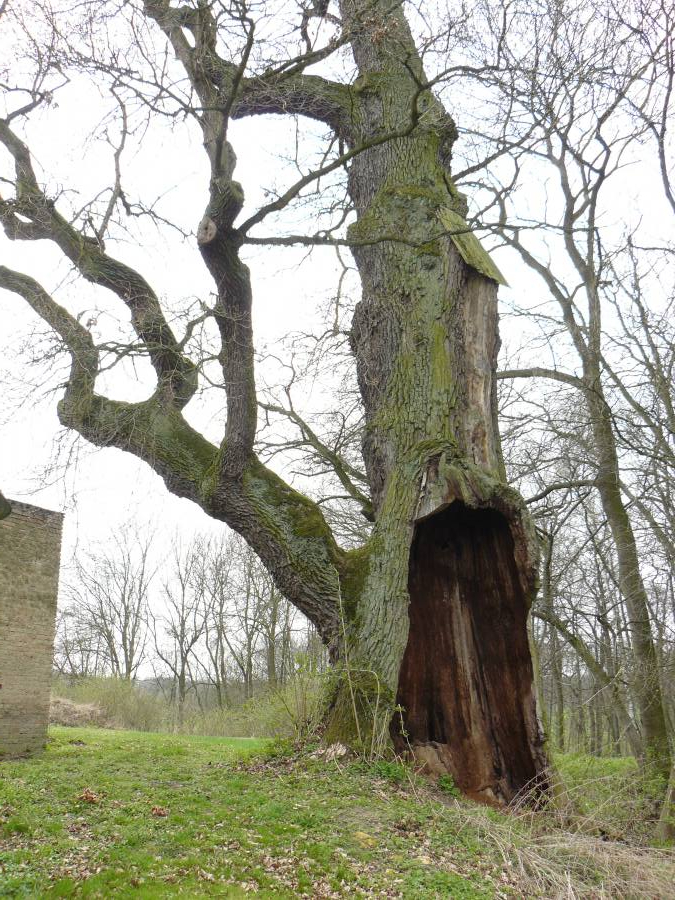 Dub letní - ISOP Portál