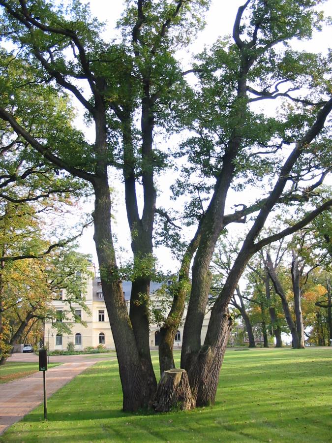 Dub letní - ISOP Portál