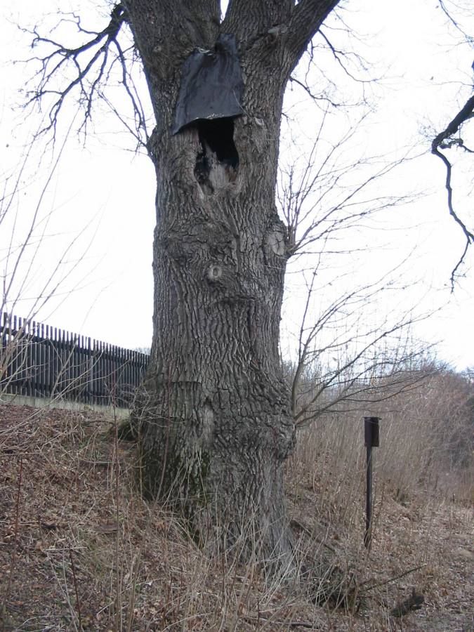 Dub letní - ISOP Portál