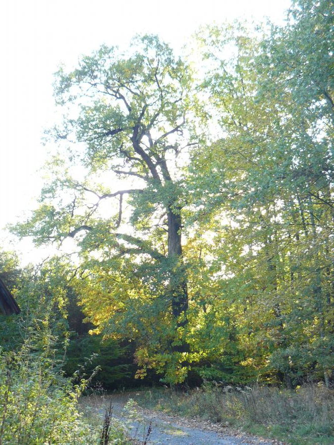 Dub letní - ISOP Portál