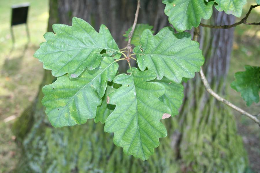 Dub letní - ISOP Portál