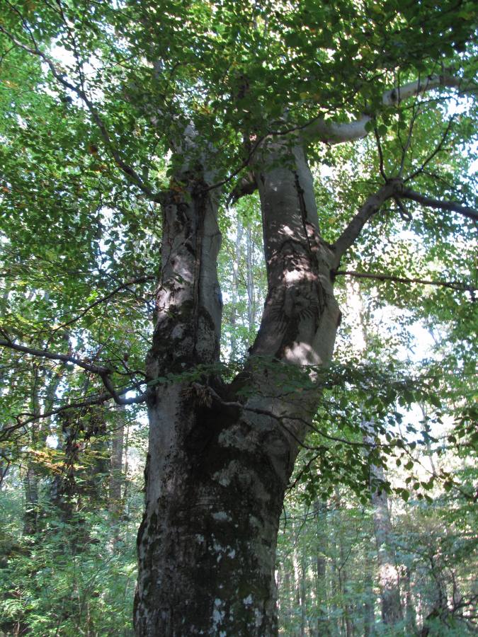 Buk lesní (3 exempláře) - ISOP Portál