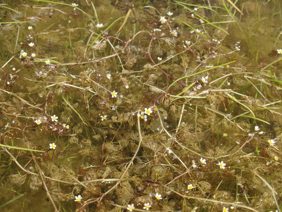 Ranunculus rionii - ISOP Portál