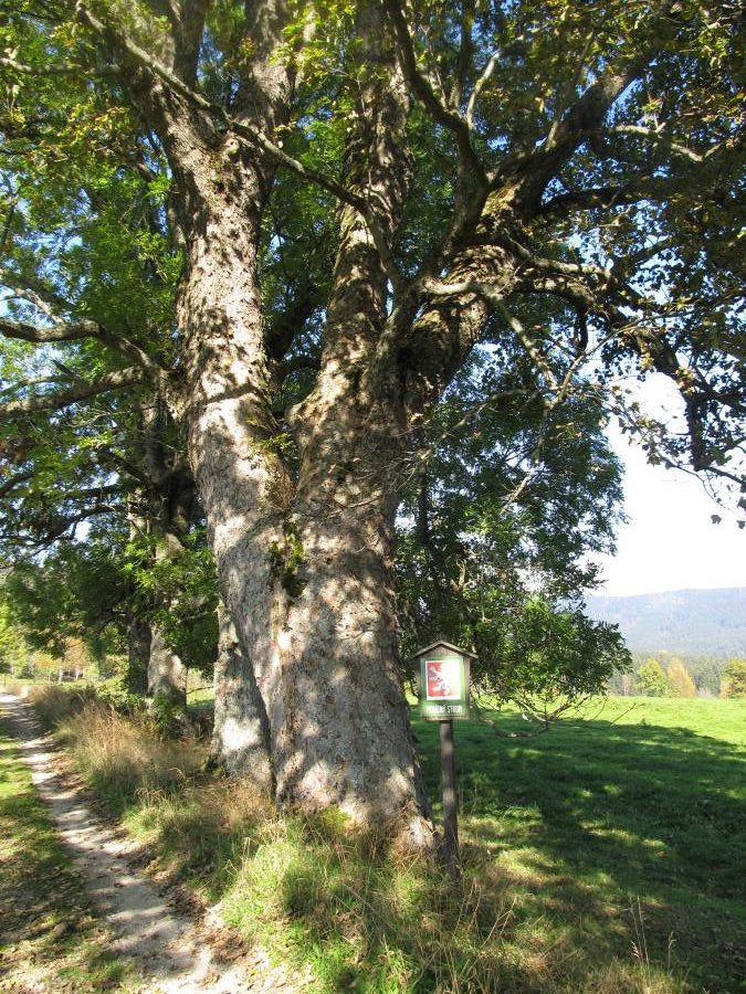 Javor klen - ISOP Portál