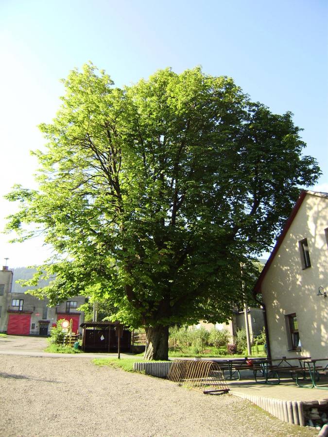 Oldřichovický jírovec - ISOP Portál