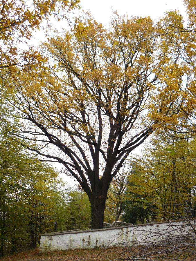 1 ks dubu letního - ISOP Portál