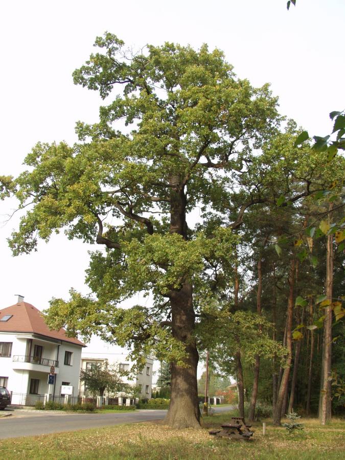 Dub letní - ISOP Portál