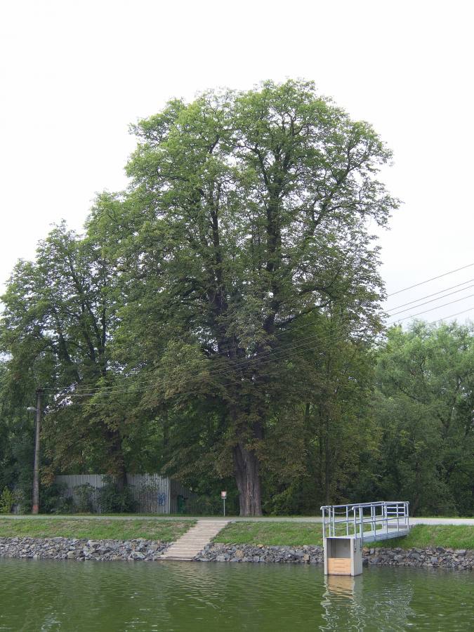 Jírovec maďal - ISOP Portál