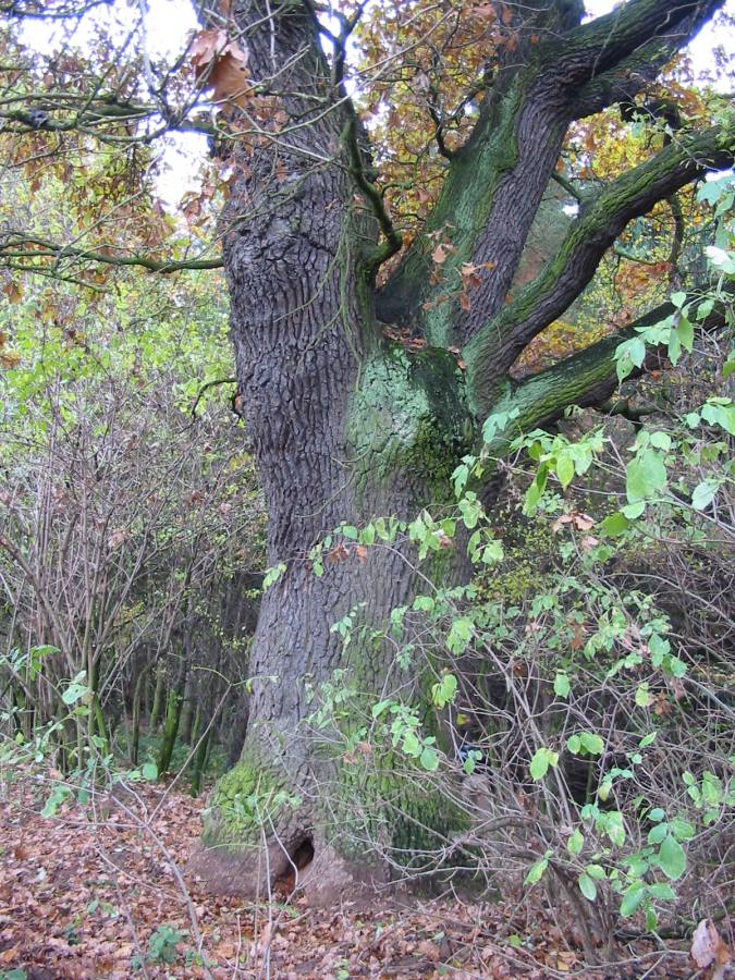 Dub letní - ISOP Portál