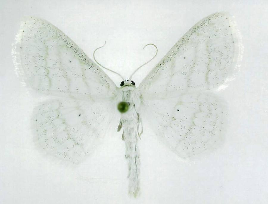 Scopula subpunctaria - ISOP Portál