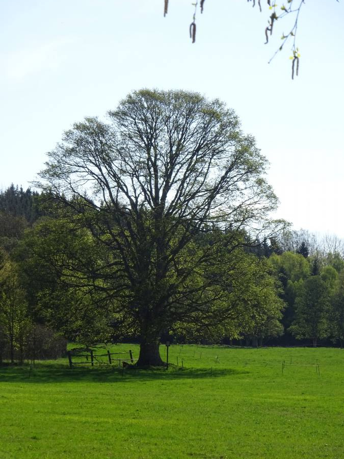 Javor klen - ISOP Portál