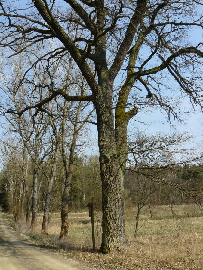 Dub letní - ISOP Portál