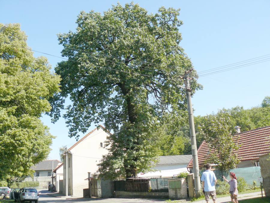Dub letní - ISOP Portál