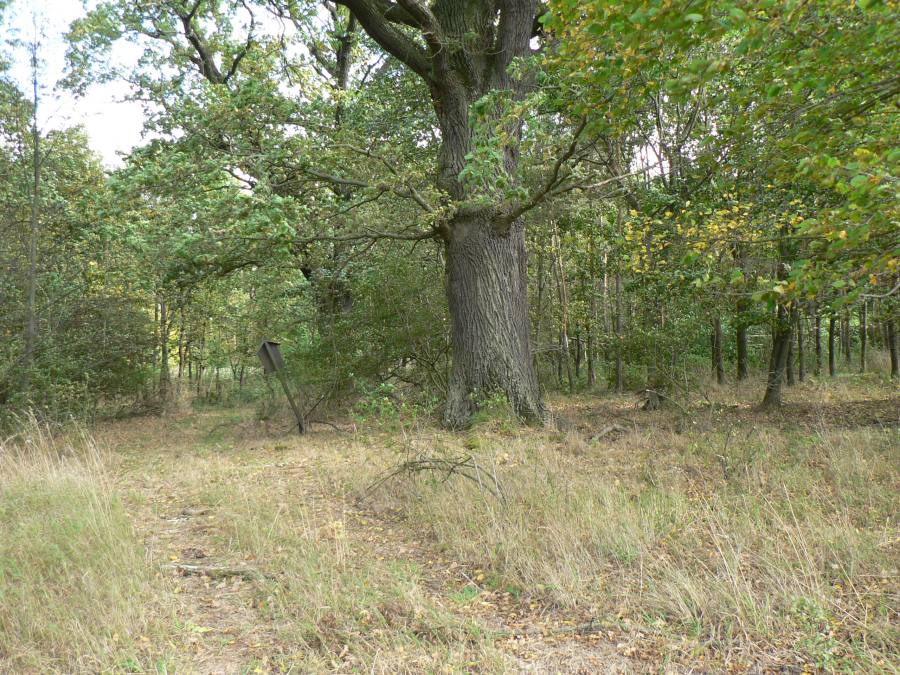 Dub letní v lokalitě Švábovka - ISOP Portál