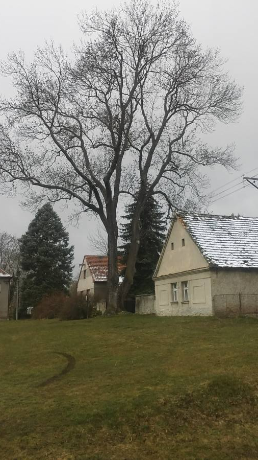 Jasan ztepilý - ISOP Portál