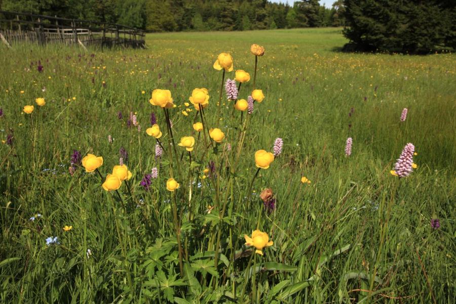 Upolíny u Kamenice - ISOP Portál