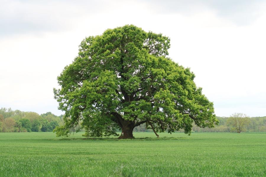 Dub letní - ISOP Portál