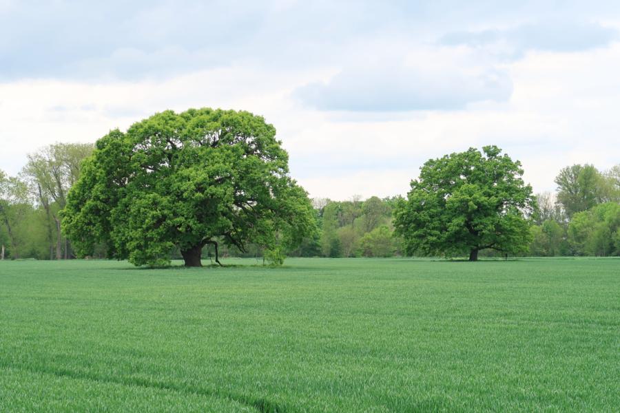 Dub letní - ISOP Portál