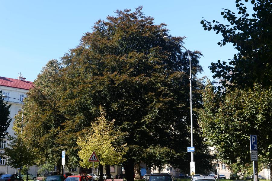 Buk lesní červenolistý na ul. 30. dubna - ISOP Portál